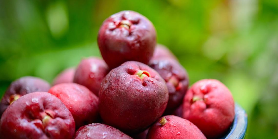 Conheça os benefícios do jambo para a sua saúde – Revista Cariri